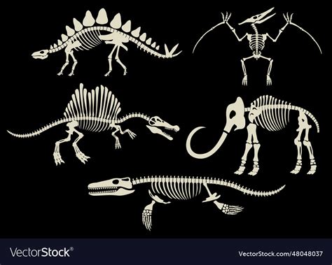 Set Collection Of Dinosaur Fossils Archaeology Vector Image