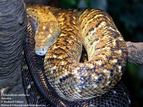 Chilabothrus Subflavus The Reptile Database