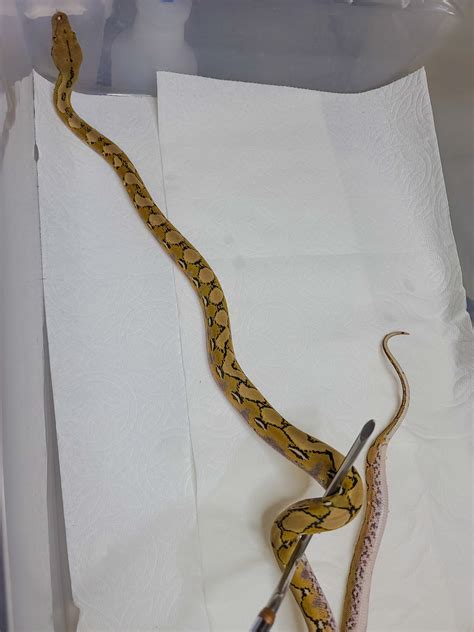 Platinum Het 66 White 66 Purple Reticulated Python By Reptile Empress