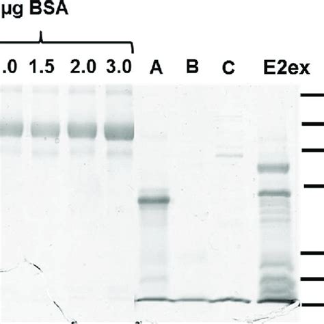 Binding Of Recombinant Chikv E2 Protein Domains A B And C And E2ex Download Scientific