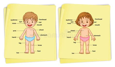Anatomi Av Pojken Och Flickan Vektor Illustrationer Illustration Av