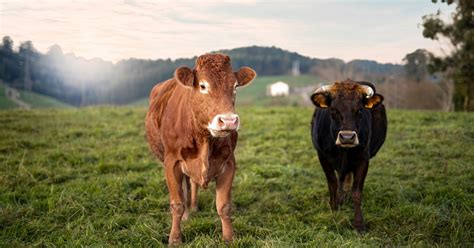 From Pasture To Plate