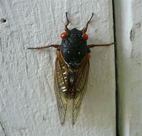 Brood Xiii Alchetron The Free Social Encyclopedia