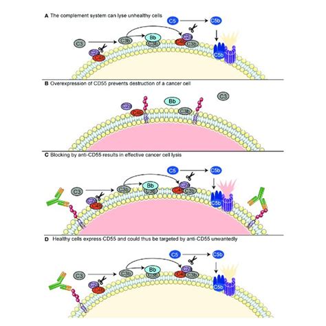 Antibodies Targeting Complement Regulators Antibodies Targeting