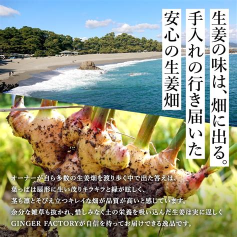【楽天市場】生姜 1kg 高知県産 土佐一号 通称トサイチ 慣行栽培 国産 送料無料 しょうが ショウガ 根生姜 業務用 長期保存 冷え性 温