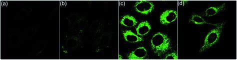 Fluorescence Images Of HepG2 Cells A Incubated With 5c For 20 Min