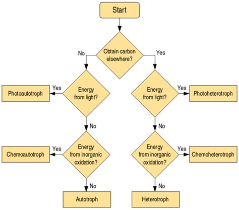 Autotrophic Bacteria Types And Examples