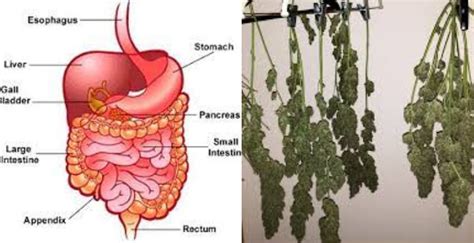Why Does My Poop Smell Like Weed Data Bee Science