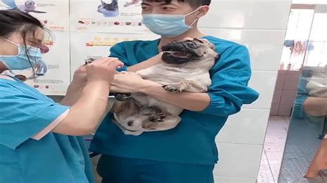 Dramatic Pug Dog Scream At Vet While Getting Nails Clipped This Pug