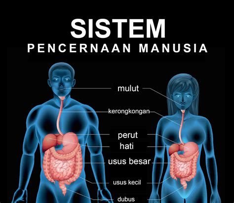 Mengenal Sistem Pencernaan Manusia Materi Pembelajaran IPA Kelas 5 SD
