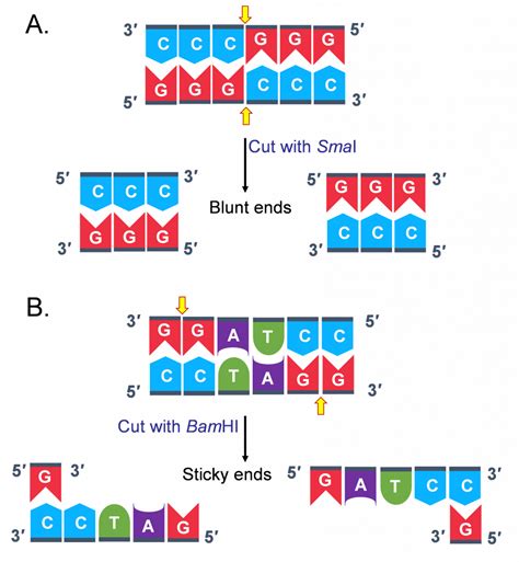 Recombinant Dna Animation Recombinant Dna Animation