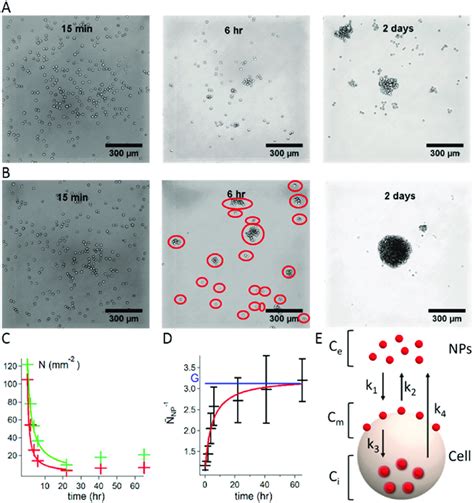 Formation Of Aggregates Of S180 Cells Using The Hanging Droplet Method Download Scientific