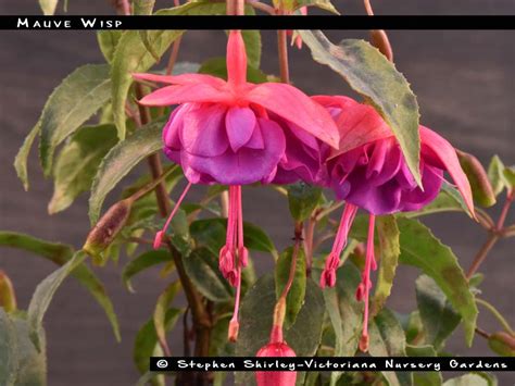 Mauve Wisp FuchsiaFinder