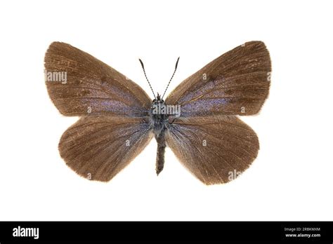 Large Blue Phengaris Arion Maculinea Arion Glaucopsyche Arion