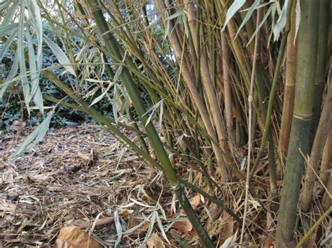 Clumping Bamboos Nc Cooperative Extension