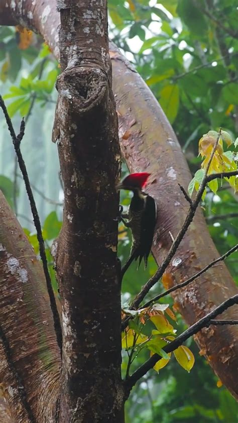 All You Need To Know To Visit Tikal National Park In Guatemala In 2024