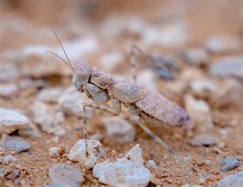17 Cute Bugs For New Found Creepy Crawly Appreciation