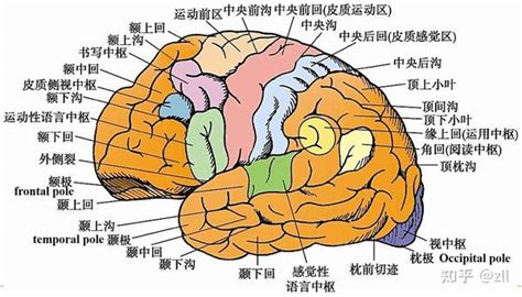 大脑分区与结构 知乎