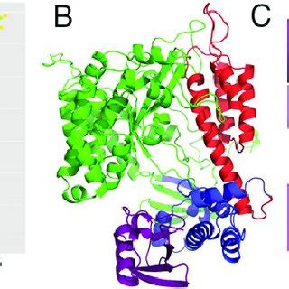 Sdsl Scan Of The Exou Bridging Domain A Cartoon Model Of The Exou