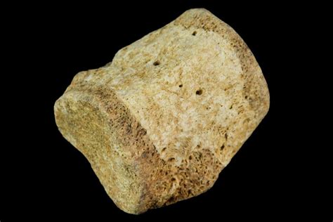 54 Fossil Reptile Vertebra Judith River Formation 106822 For