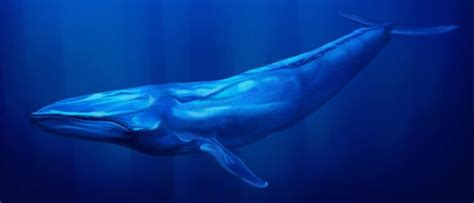 10 Incredible Blue Whale Facts A Z Animals