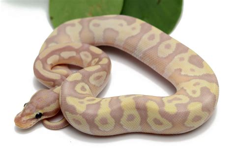 Super Banana Moochie Male Dynasty Reptiles