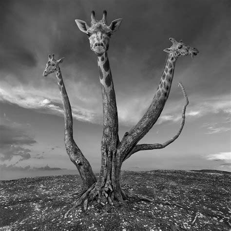 Surreal Photo Manipulation By Photographer Dariusz Klimczak