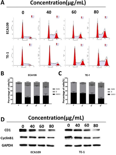 Cordycepin Induces Cell Cycle Arrest At G2m Phase And Regulates The