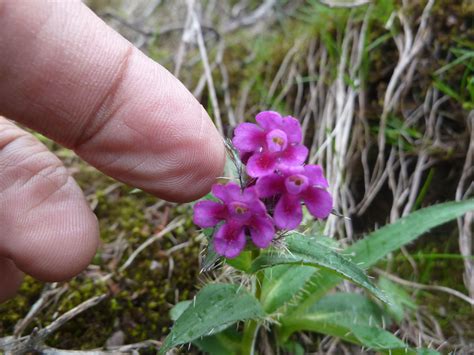 Caprifoliaceae Eflora Of India