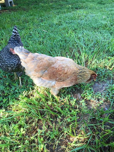 Squatting Backyard Chickens Learn How To Raise Chickens