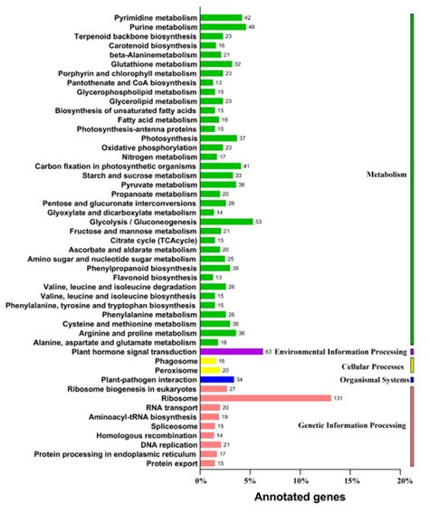 Percentage Of Annotated Genes From Various Pathways And Processes That