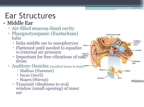 Ppt Special Senses Equilibrium And Hearing Powerpoint Presentation