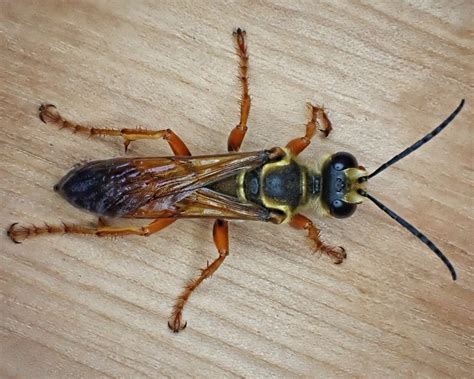 Sphex Ichneumoneus Great Golden Digger Wasp 10000 Things Of The