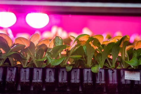 CEA And Agrivoltaics May Be The Future Of Farming Hortimedia