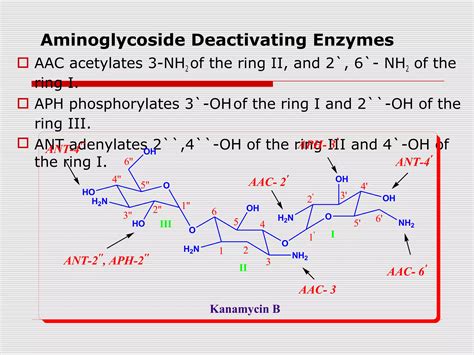 Aminoglycosides Medicinal Chemistry By P Ravisankar Ppt