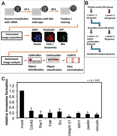 Schematic Representation Of Rnai Screening Set Up And Results A
