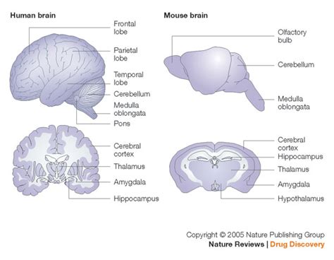Mouse Brain Diagram