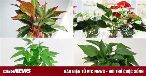 Những Loại Cây Cảnh Trồng được Trong Nước