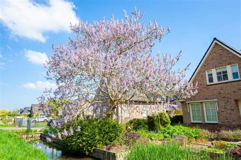 Princess Or Empress Or Princess Tree In A Front Yard Stock Image