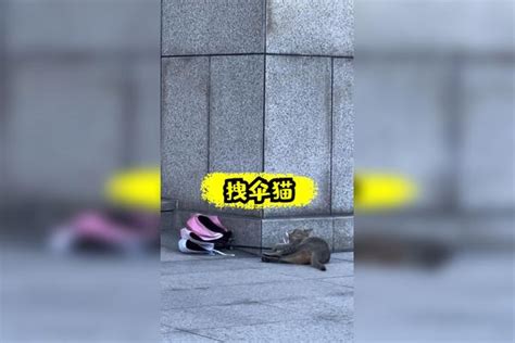这二咪子不知道从哪里弄了一把雨伞服了 搞笑cp欢乐多 萌娃萌宠笑翻天