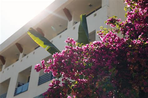 자연스러운 배경 따뜻한 태양의 부드러운 광선에 나무에 아름다운 분홍색 꽃 아름다운 자연 배경입니다 여름 봄 컨셉 공간을 복사합니다 디자인용 템플릿입니다 소프트 포커스 0명에