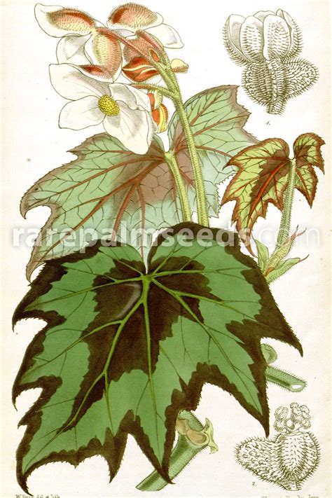 Begonia Palmata Buy Seeds At