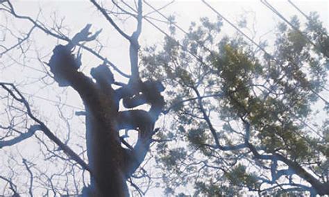 கஞசபரம பஸ நலயம அரக ஆபததன நலயல உளள மரதத அகறற பதமககள கரகக Public