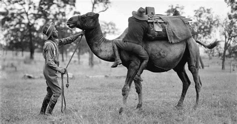 The Curious Case Of The Us Camel Corps War History Online