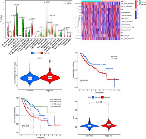 Immune Infiltration Analysis And Analysis Of The Tumor Mutation Burden