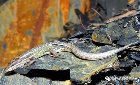 台湾省有一种特有的雪山草蜥，身材比例看起来怪极了百科ta说