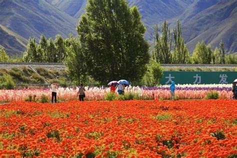 秀色才纳邀你赏花海