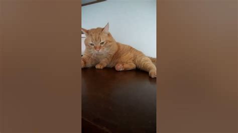 甘えん坊の可愛いマンチカン茶トラ猫 ボブ 010 Youtube