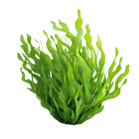 Algas Png Para Descargar Gratis