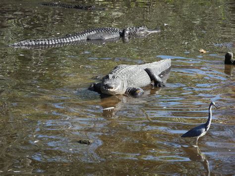 Back To St Augustine A Look At The St Augustine Alligator Farm And